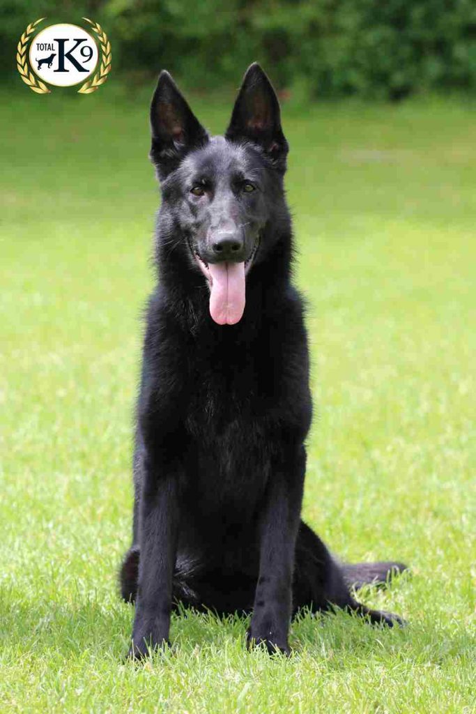 Police Dogs For Sale, Security Dogs, Prison Dogs - Protection dogs