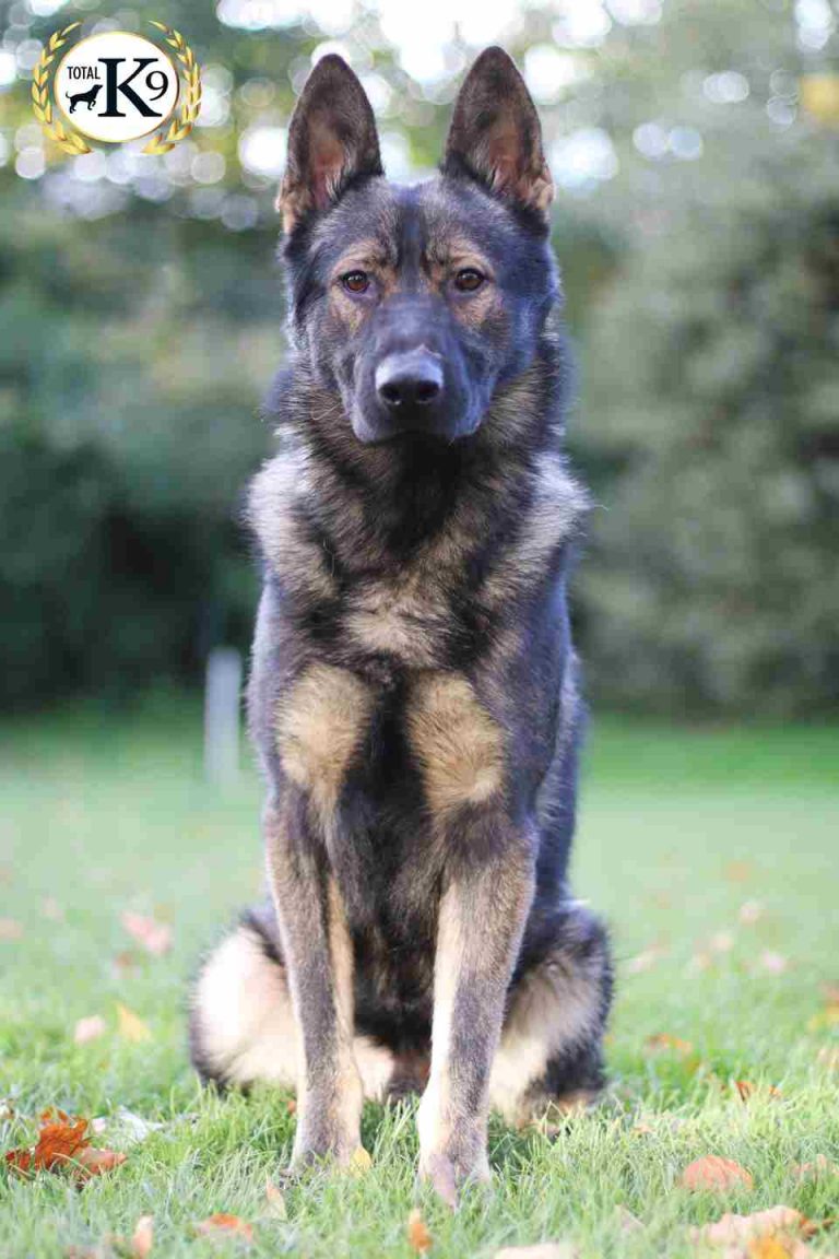 Police Dogs For Sale, Security Dogs, Prison Dogs - Protection dogs
