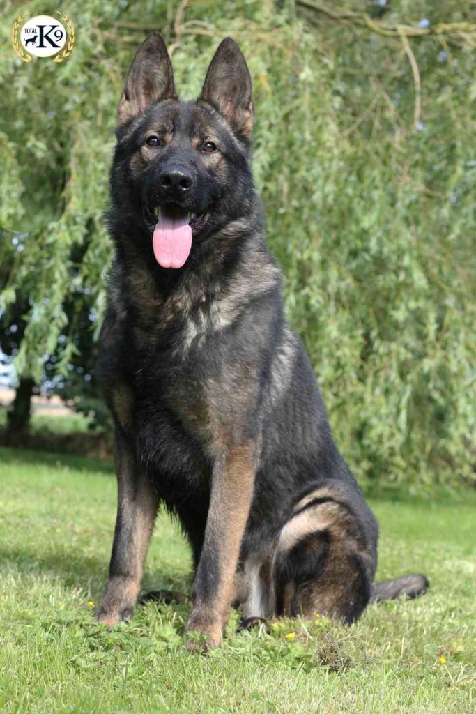 Police Dogs For Sale, Security Dogs, Prison Dogs - Protection dogs