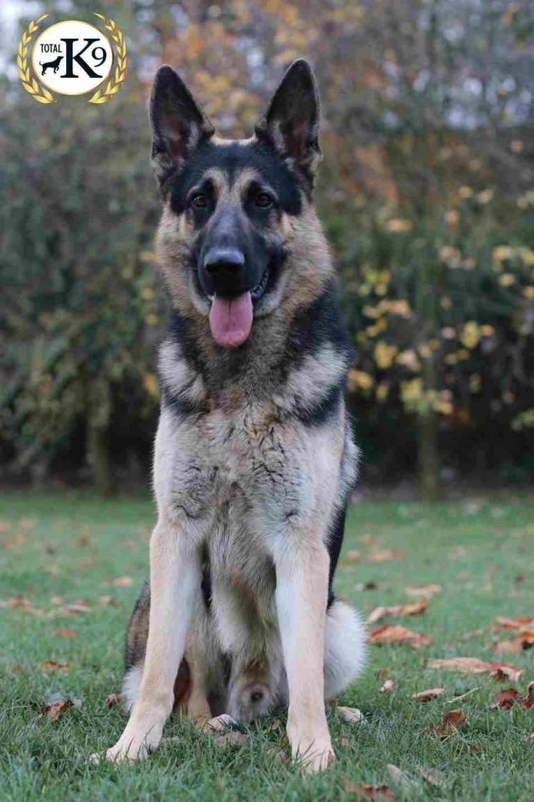 Police Dogs For Sale, Security Dogs, Prison Dogs - Protection dogs