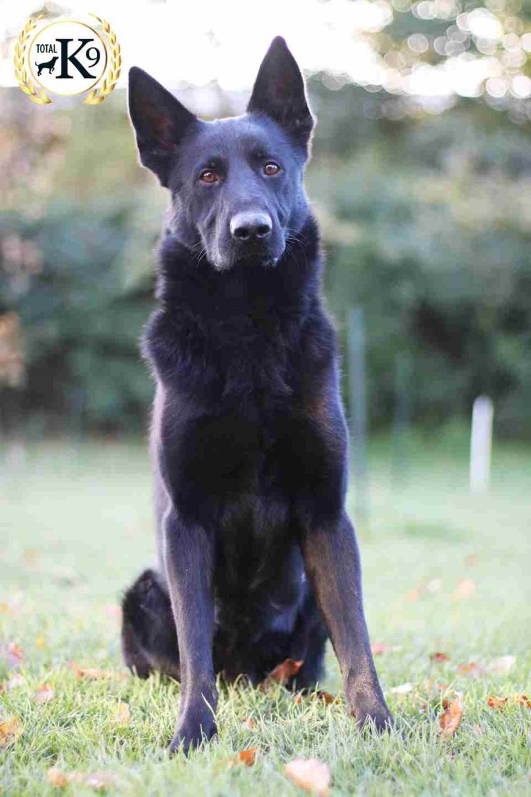 Police Dogs For Sale, Security Dogs, Prison Dogs - Protection dogs