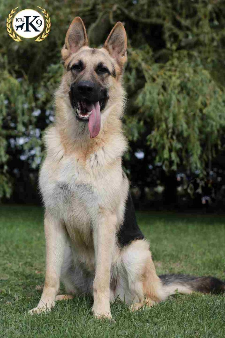 Police Dogs For Sale, Security Dogs, Prison Dogs - Protection dogs