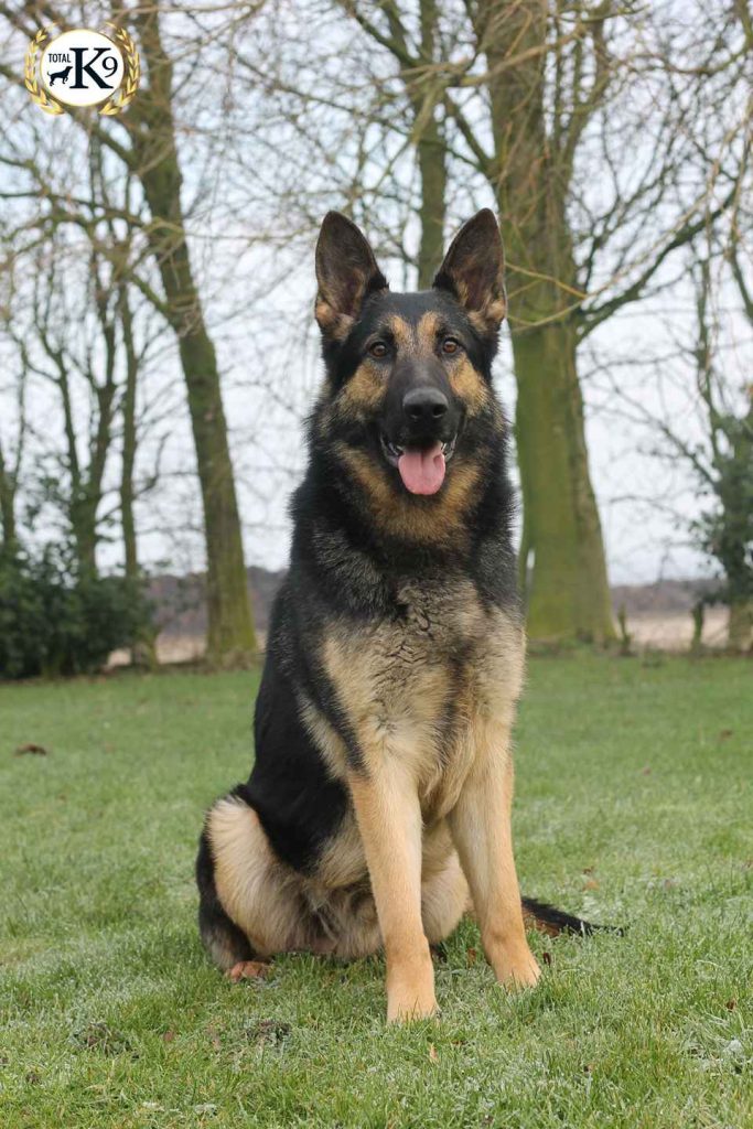 Wolf - Protection dogs