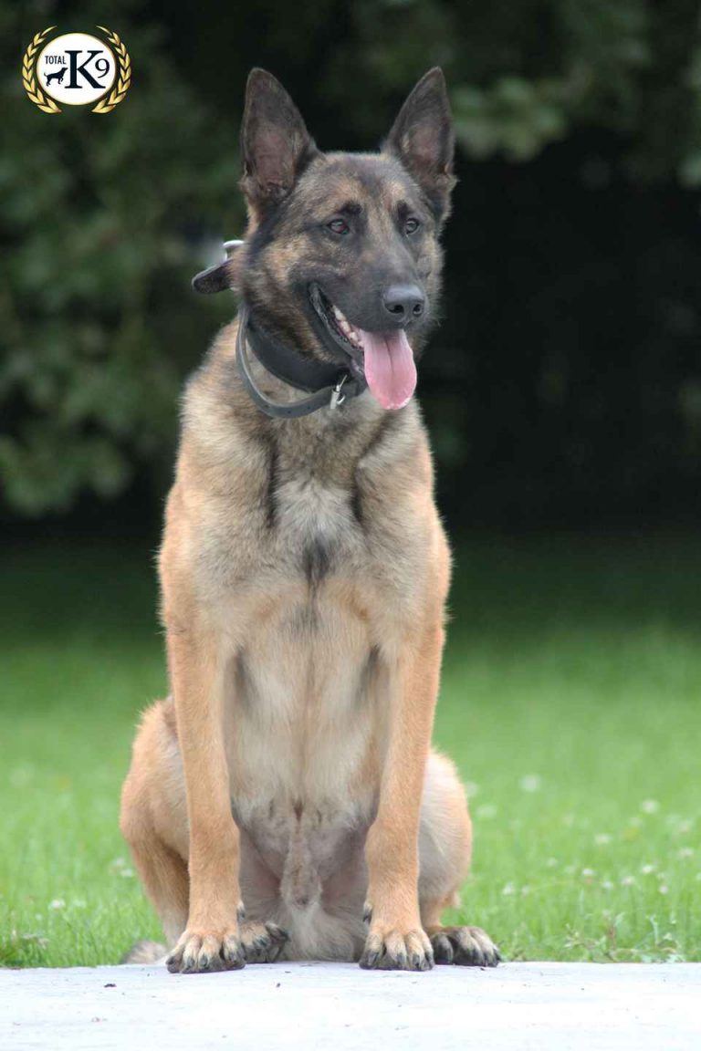 Protection Dogs for Sale UK - TOTAL K9