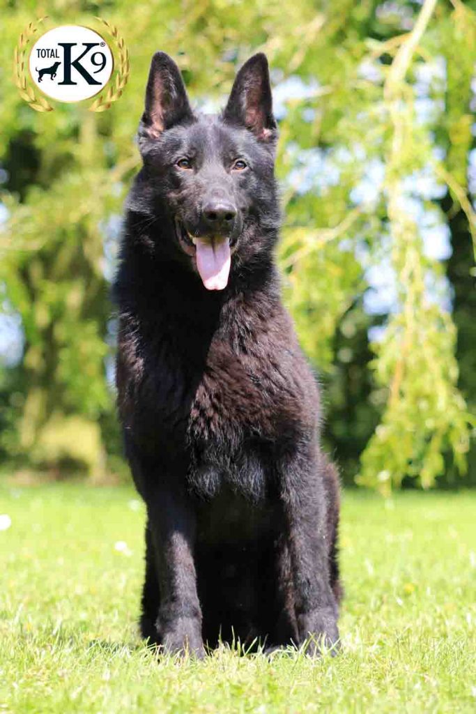 Merlin - Protection dogs