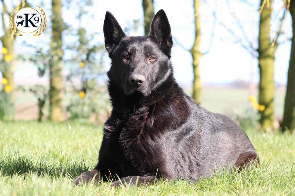 Raven - Protection dogs