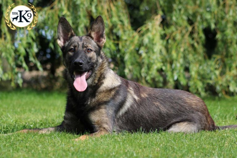 Rico - Guard Dog For Sale