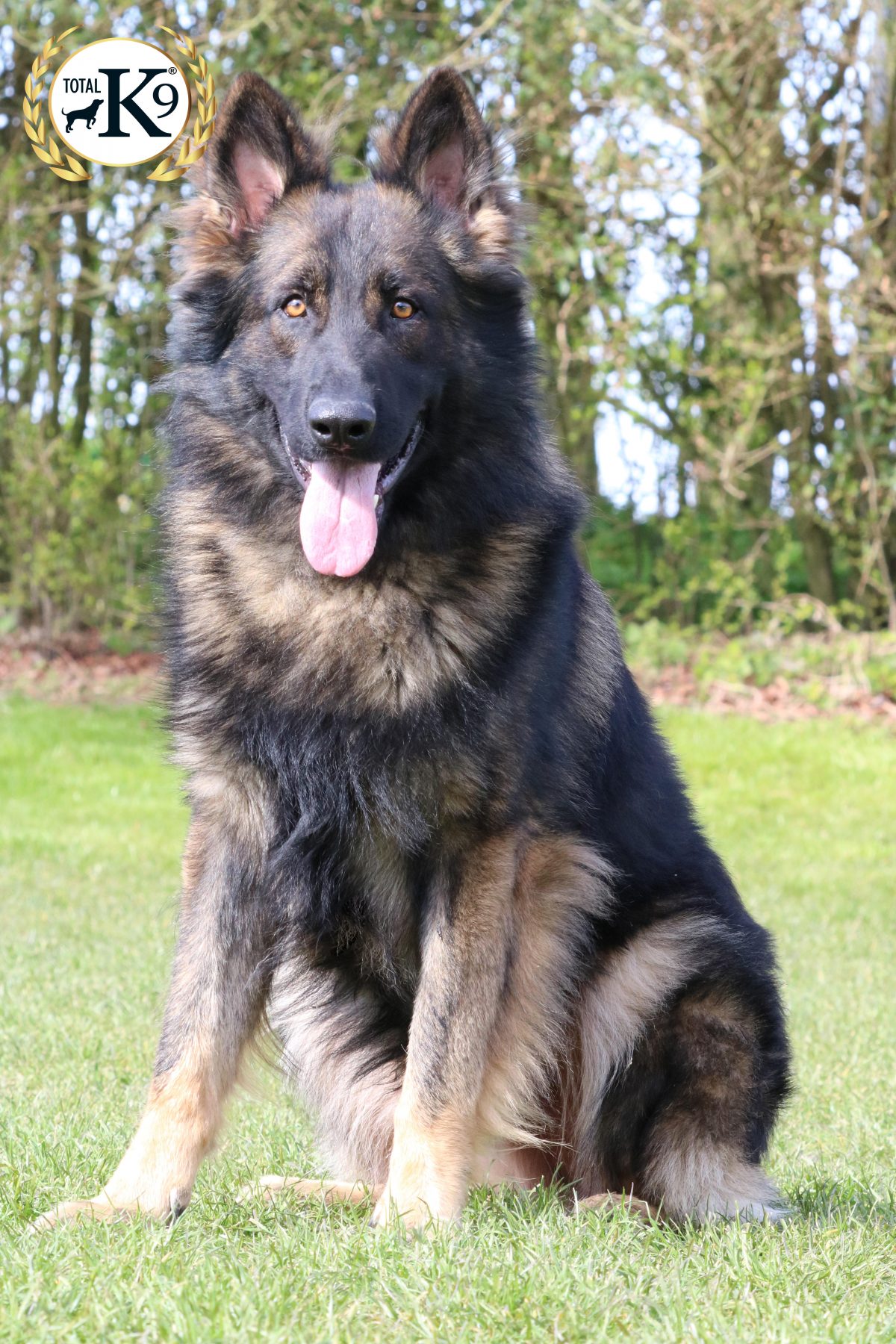 How to spot the perfect protection dog - Protection dogs