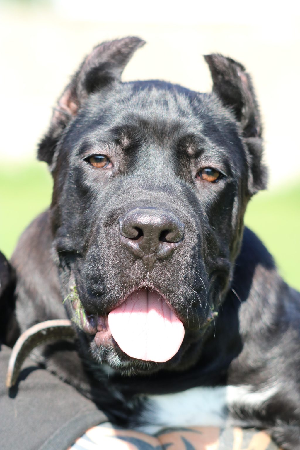 Spot on protection dog breeds: The Cane Corso - Protection dogs