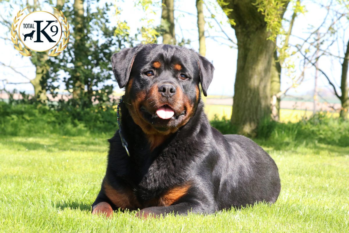 Tito - Rottweiler trained protection dogs