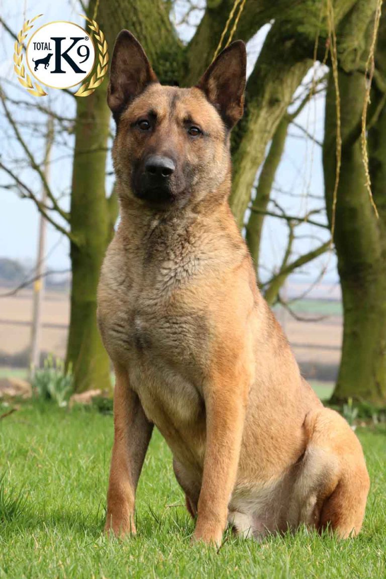 Protection Dogs for Sale UK - TOTAL K9